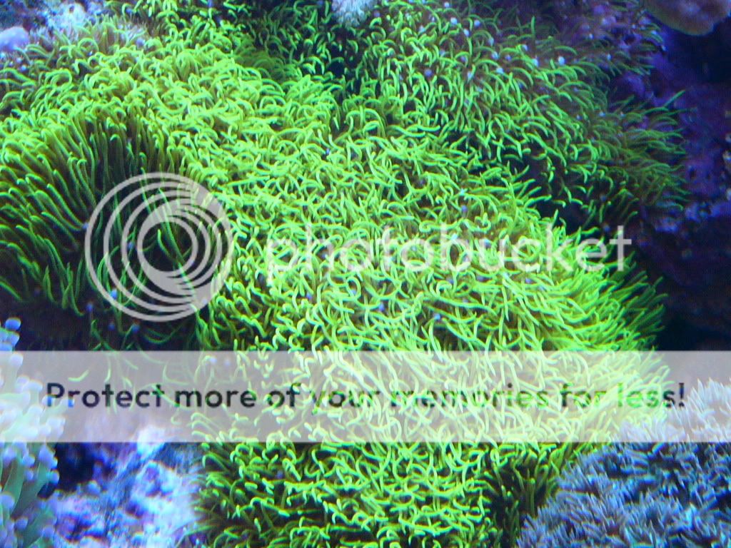 Neon Green Star Polyps | Michigan Reefers