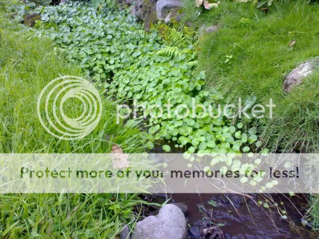 veggie filter designs that work well? - Page 2