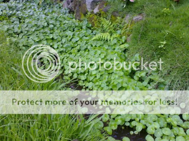 veggie filter designs that work well? - Page 2