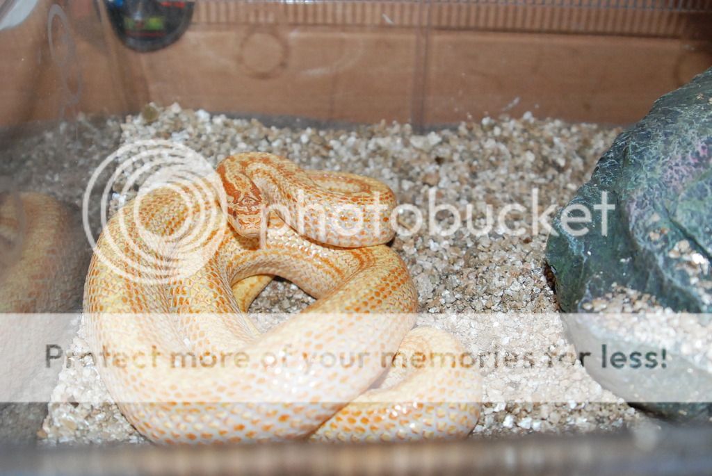 Gravid albino Dione's rat snake | Reptile Forums