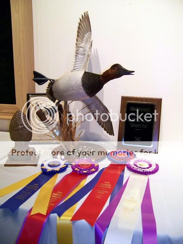 2009 UTA Competition (Birds) | Utah Wildlife Forum