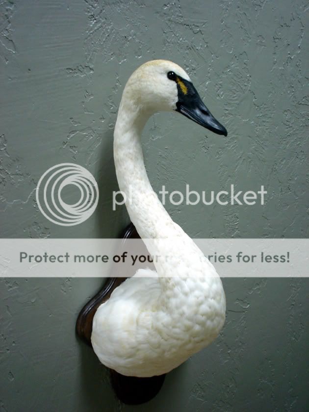 Swan Shoulder Mount | Utah Wildlife Forum