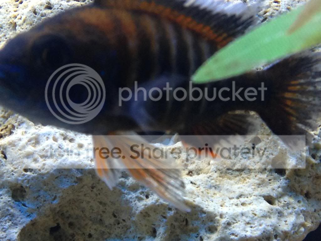Split and frayed fins | Cichlid Fish Forum
