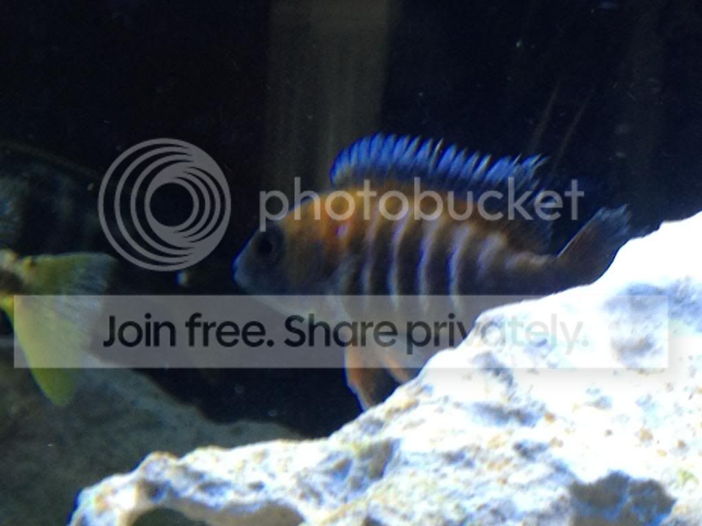 Split and frayed fins | Cichlid Fish Forum