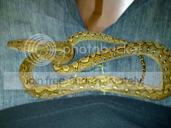 Female Jampea Dwarf Retic | Reptile Forums