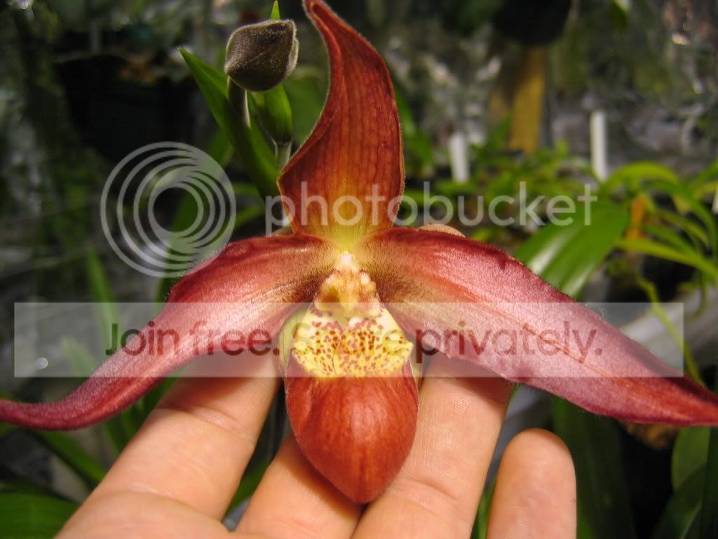 Phrag Fire Cascade | Slippertalk Orchid Forum