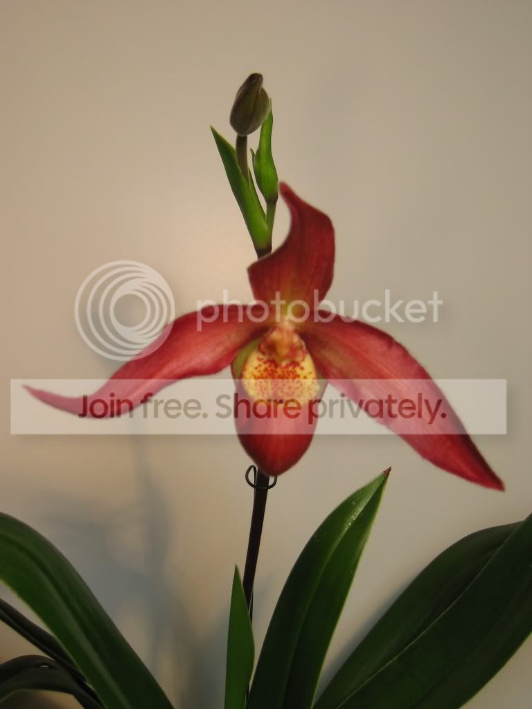 Phrag Fire Cascade | Slippertalk Orchid Forum